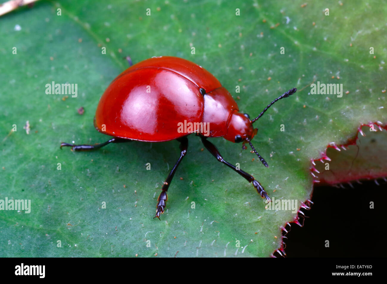 Chrysomelidae Leaf Beetles