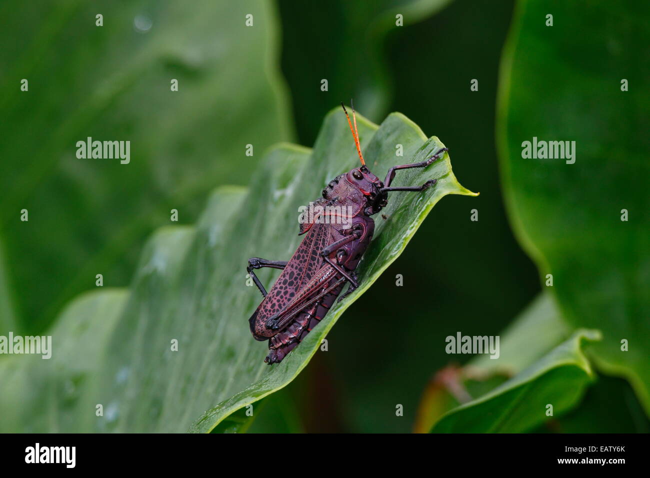A lubber grasshopper, Taeniopoda reticulata, searching for a mate Stock ...