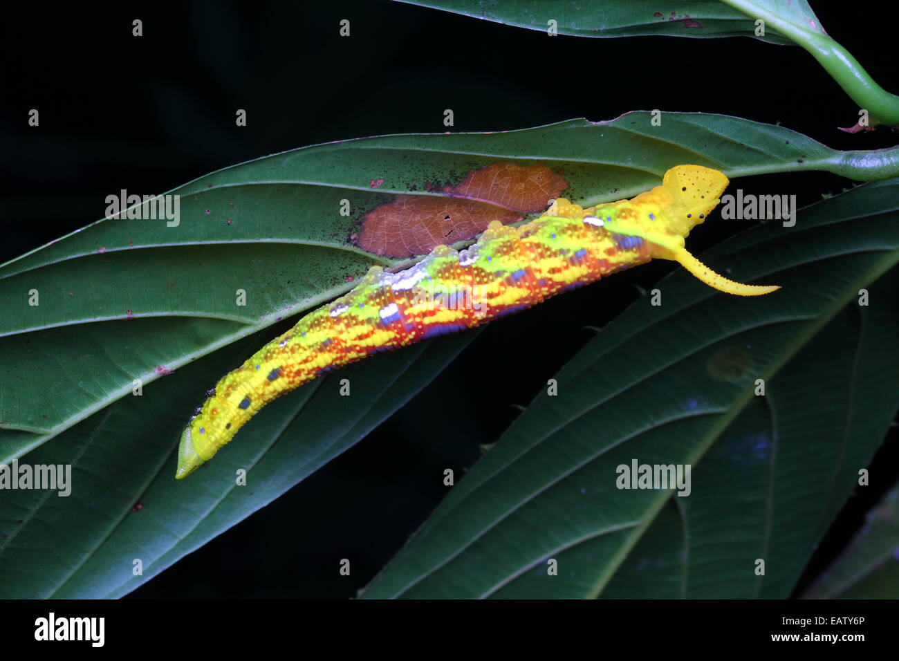 A colorful sphinx moth caterpillar hiding on the underside of a leaf ...
