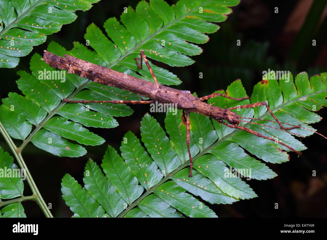 Stick insect costa rica wildlife hi-res stock photography and images ...