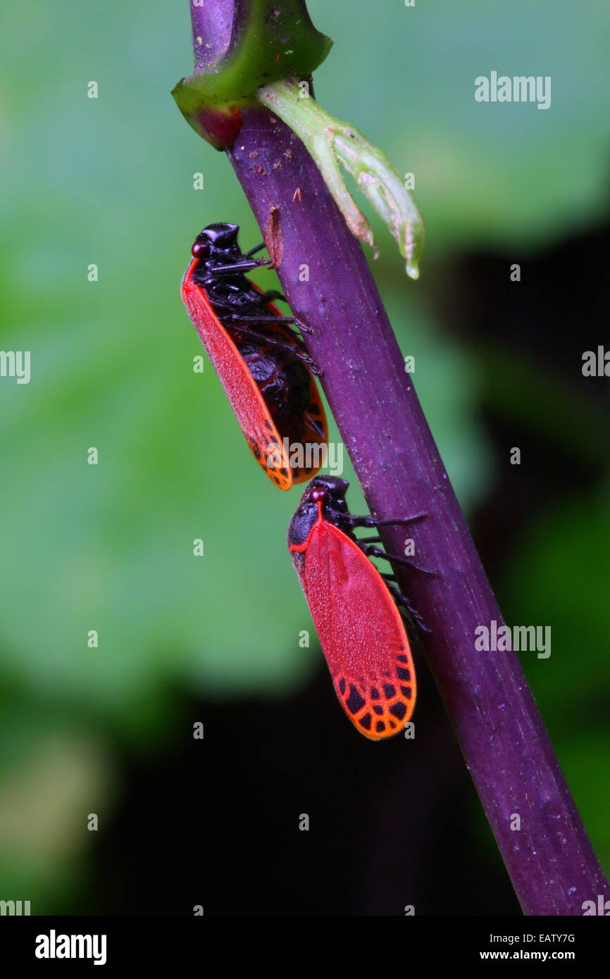 Cercopidae hi-res stock photography and images - Alamy