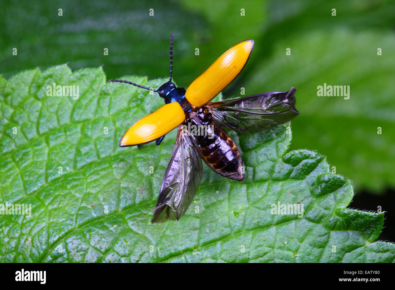 Cerambycidae hi-res stock photography and images - Alamy