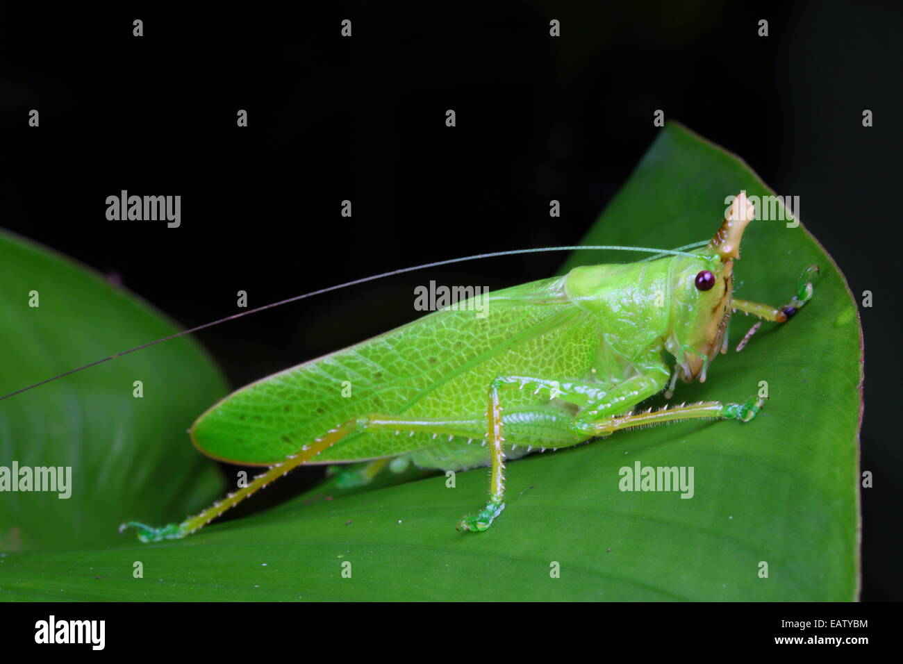 Foraging species hi-res stock photography and images - Alamy