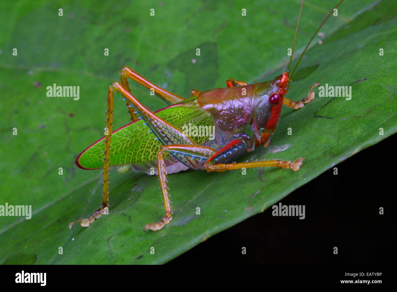 A red-eyed spike head katydid foraging on a rain forest leaf Stock ...