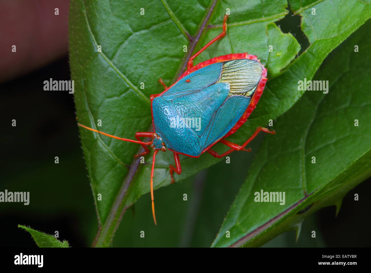 A turquoise shield bug crawling on a leaf Stock Photo - Alamy