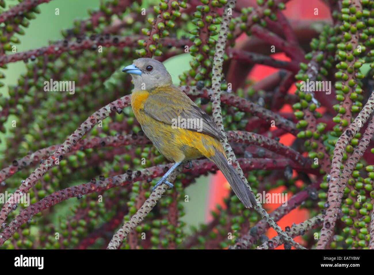A female Passerini's tanager, Ramphocelus passerini, perched in a tree ...
