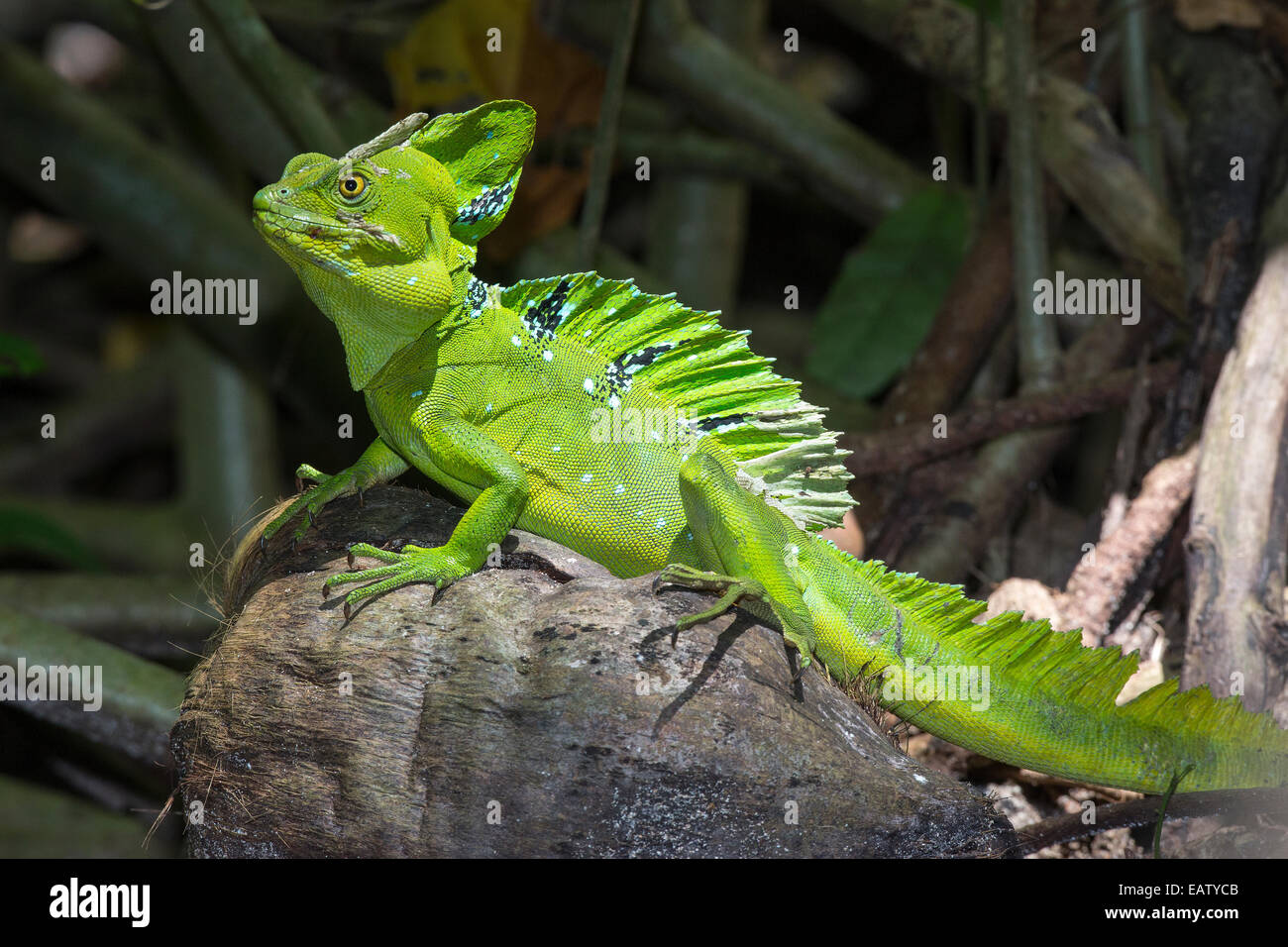 A beautiful plumed basilisk, Basiliscus plumifrons, basking on a fallen ...