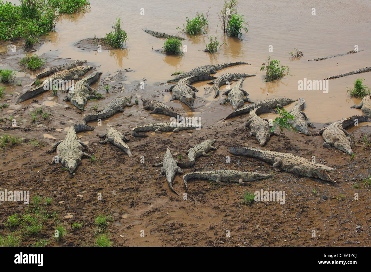 A large group of American crocodiles, Crocodylus acutus, basking on a ...