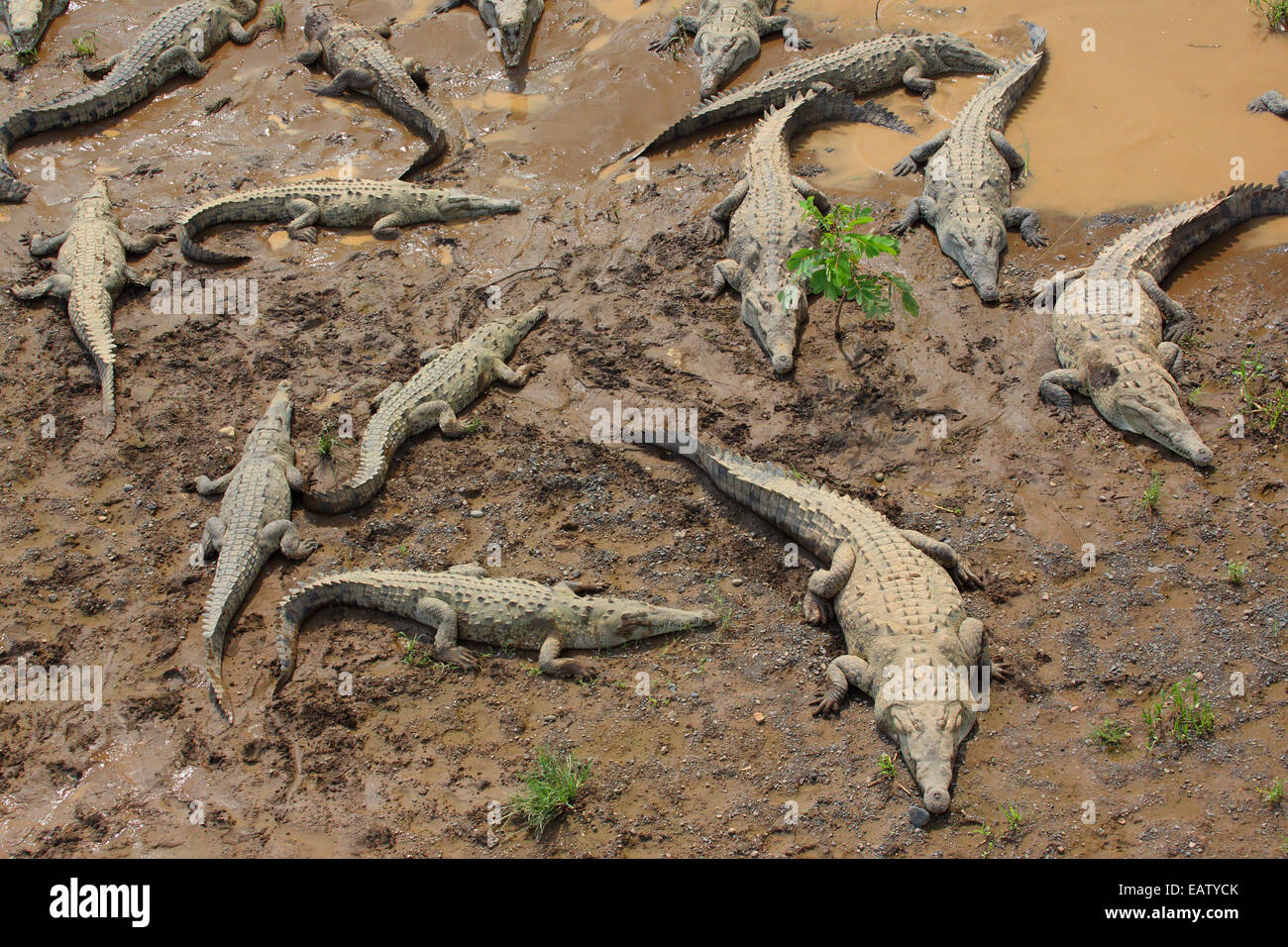 A large group of American crocodiles, Crocodylus acutus, basking on a ...