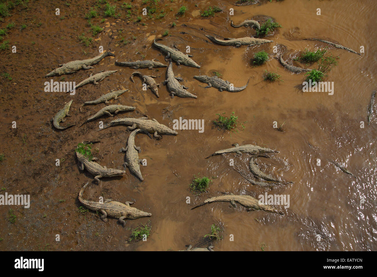 A large group of American crocodiles, Crocodylus acutus, basking on a ...