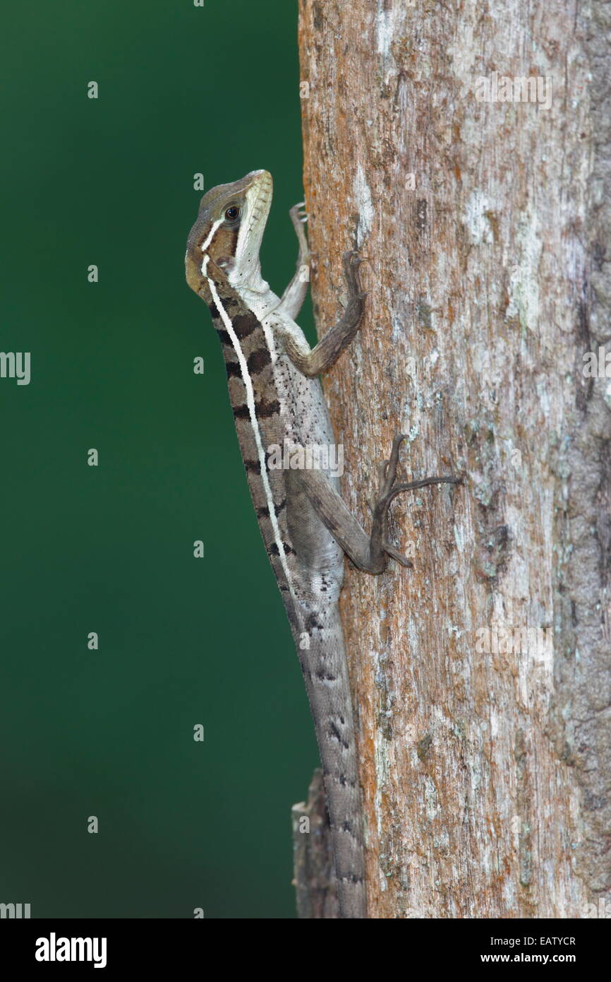 A brown basilisk, Basiliscus vittatus, basking on a tree trunk Stock ...
