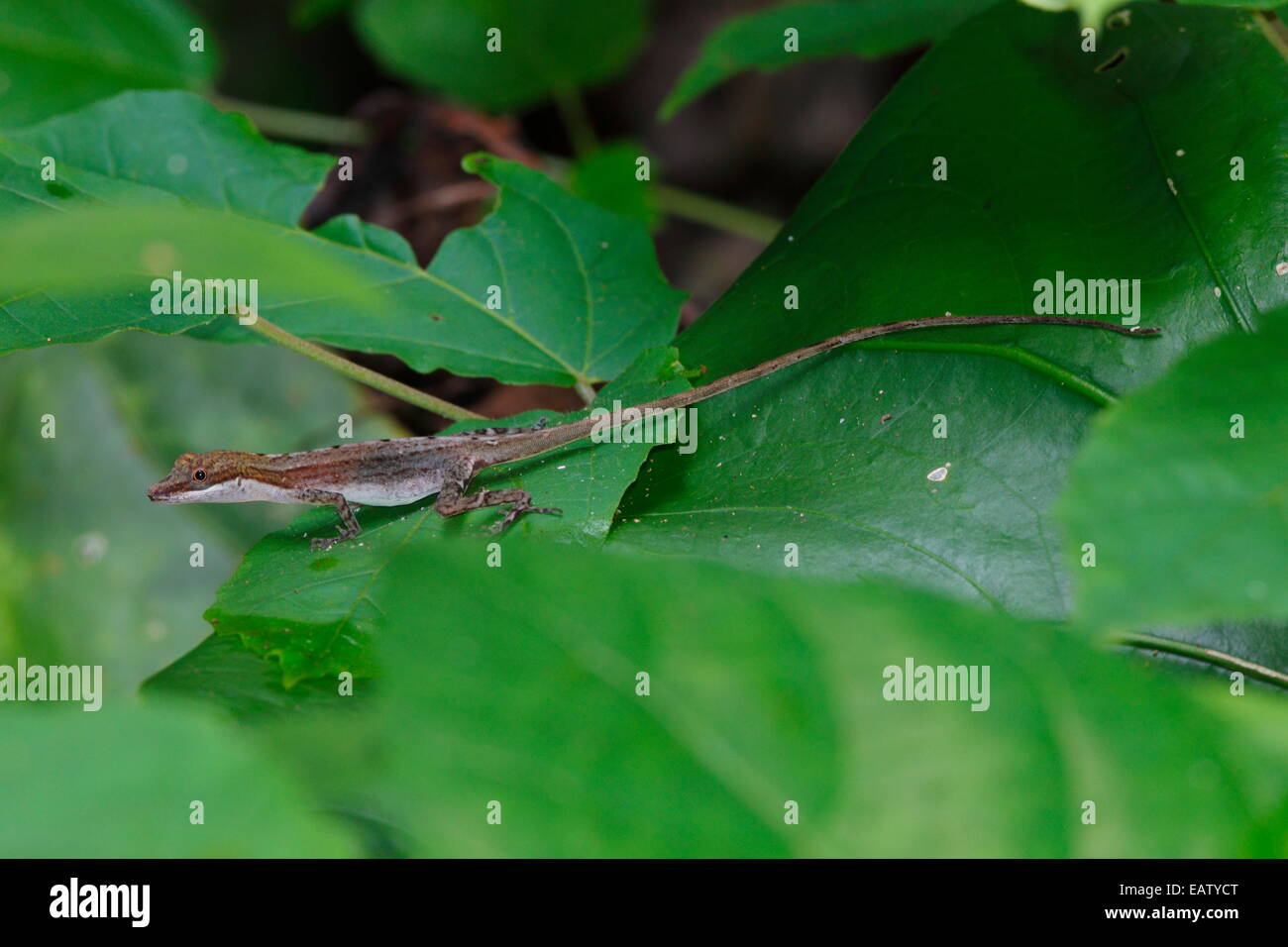 An anole lizard, perhaps Norops limifrons, foraging on a leaf Stock ...