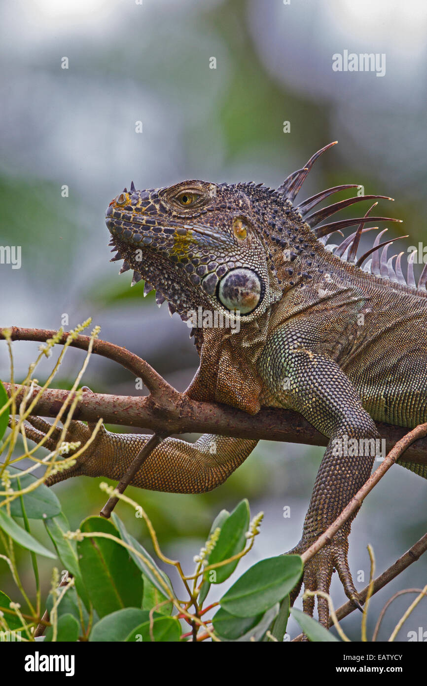 A green iguana, Iguana iguana, basking in a rain forest Stock Photo - Alamy