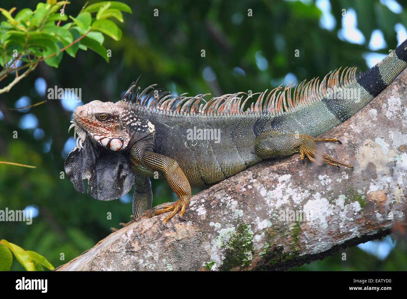 A green iguana, Iguana iguana, basking on a rain forest tree limb Stock ...