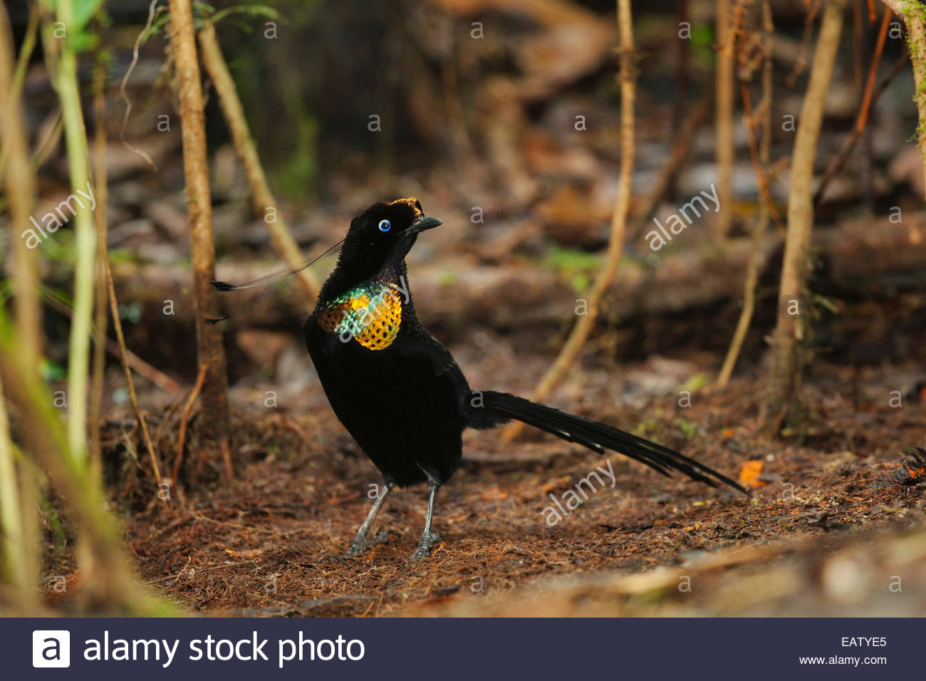 Parotia Stock Photos & Parotia Stock Images - Alamy