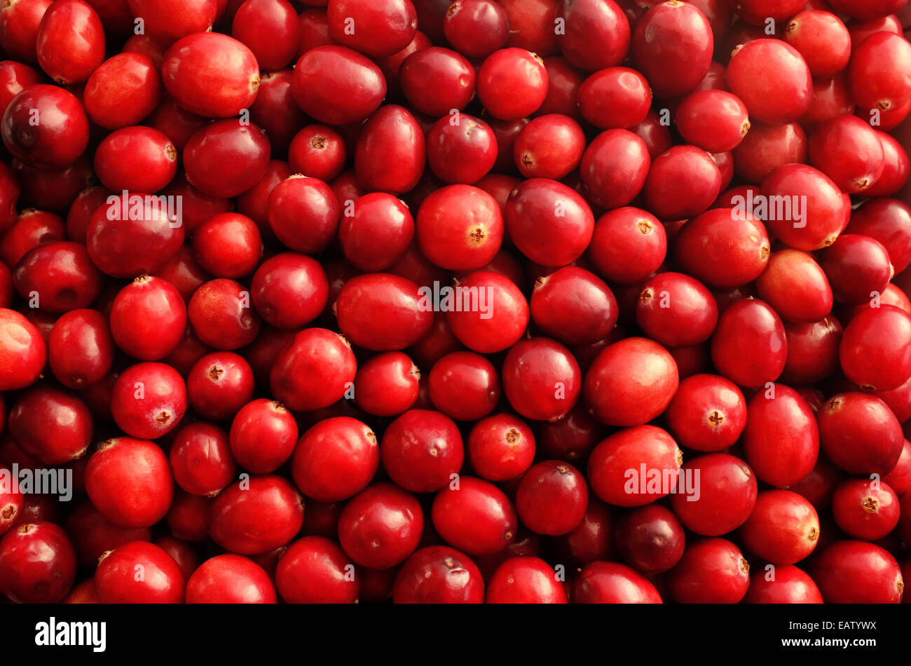 Fresh red cranberries as an abstract background texture Stock Photo - Alamy