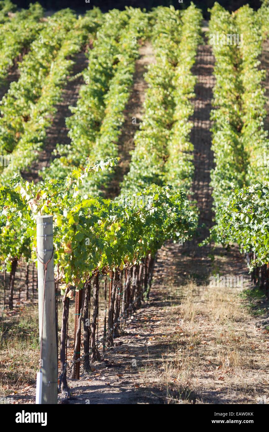 Beautiful views of the vineyards in the famous Napa Valley wine country ...