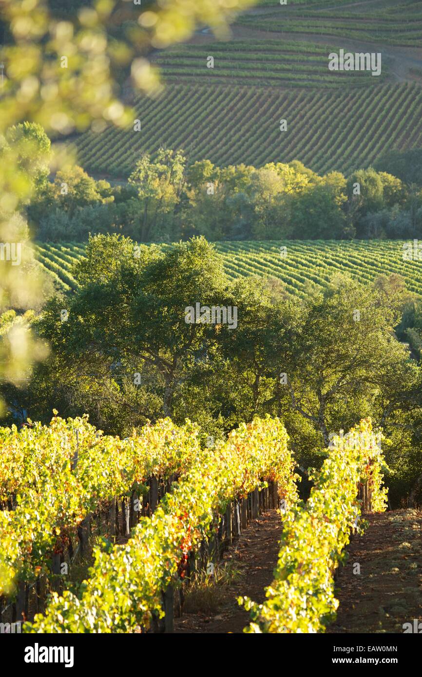 Beautiful views of the vineyards in the famous Napa Valley wine country ...