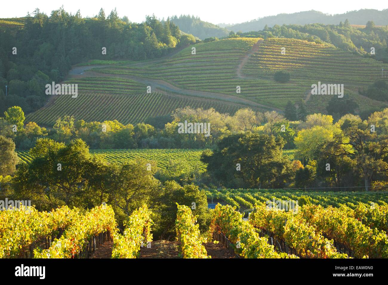 Beautiful views of the vineyards in the famous Napa Valley wine country ...