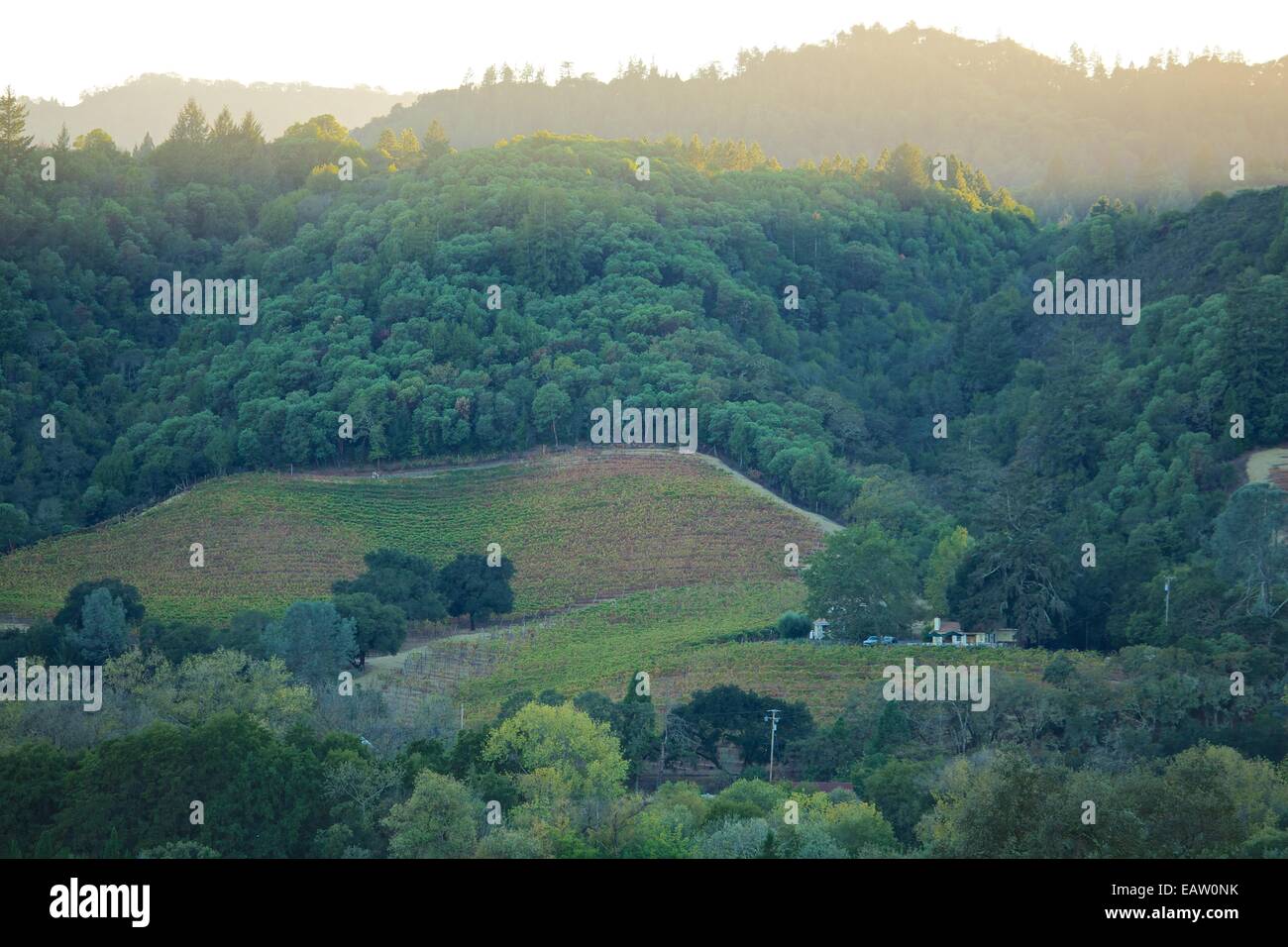 Beautiful views of the vineyards in the famous Napa Valley wine country ...