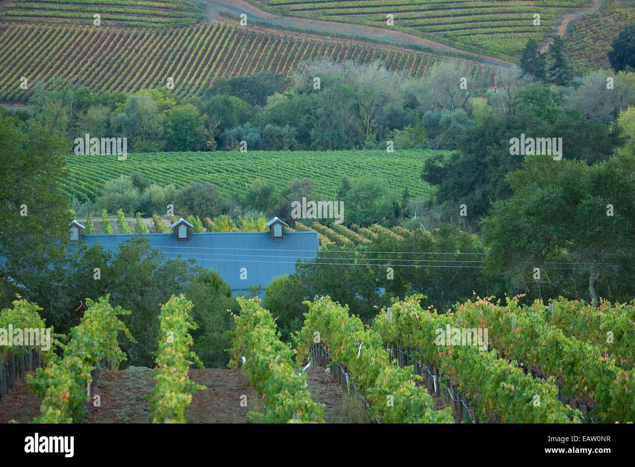 Beautiful views of the vineyards in the famous Napa Valley wine country ...