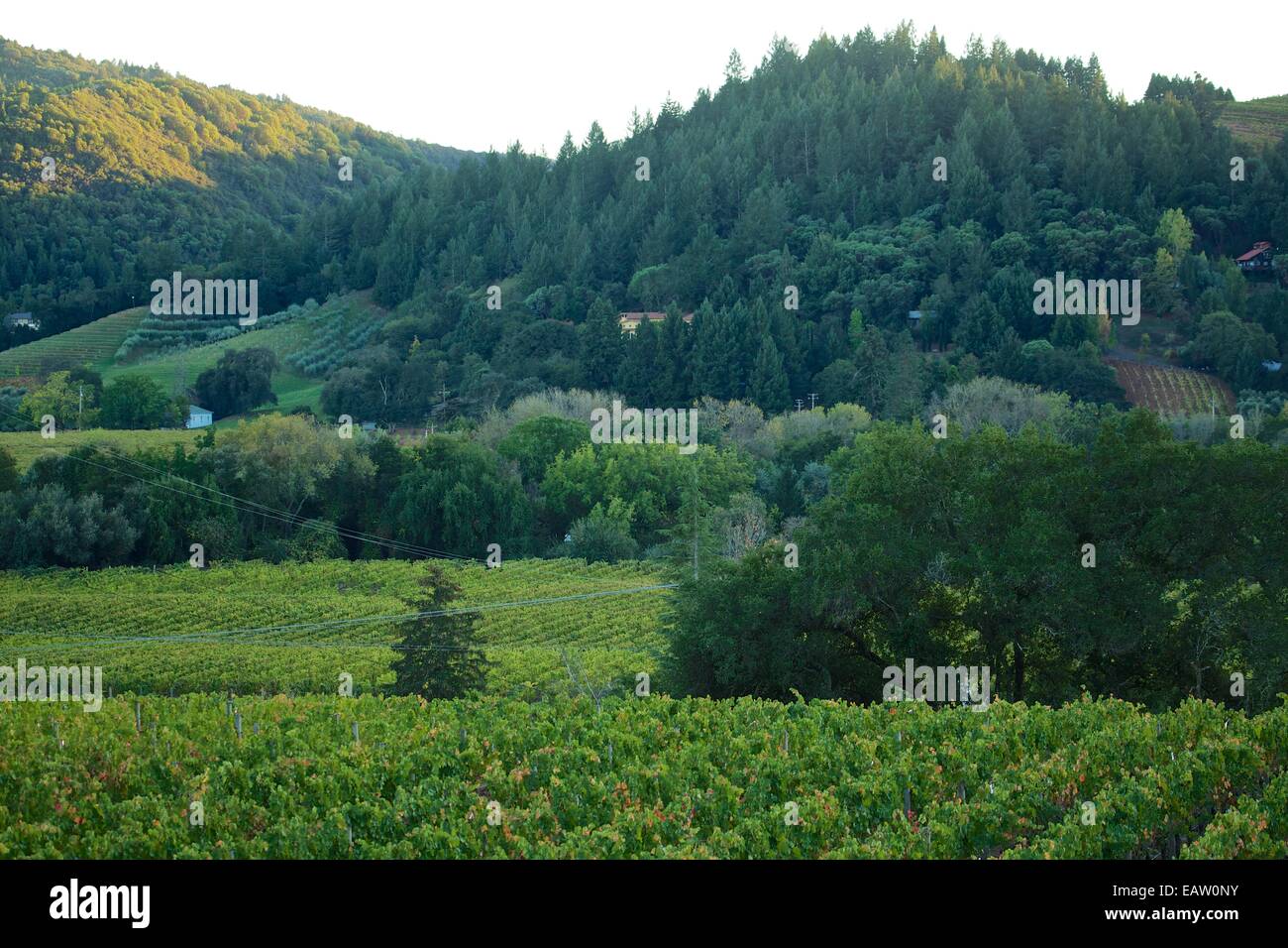 Beautiful views of the vineyards in the famous Napa Valley wine country ...