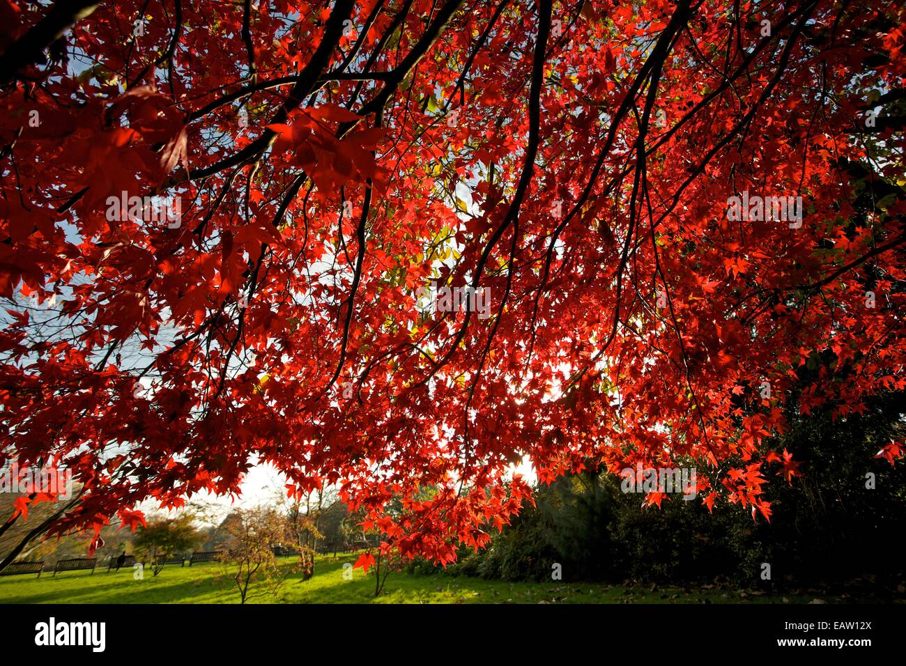 Acer tree in shade hi-res stock photography and images - Alamy
