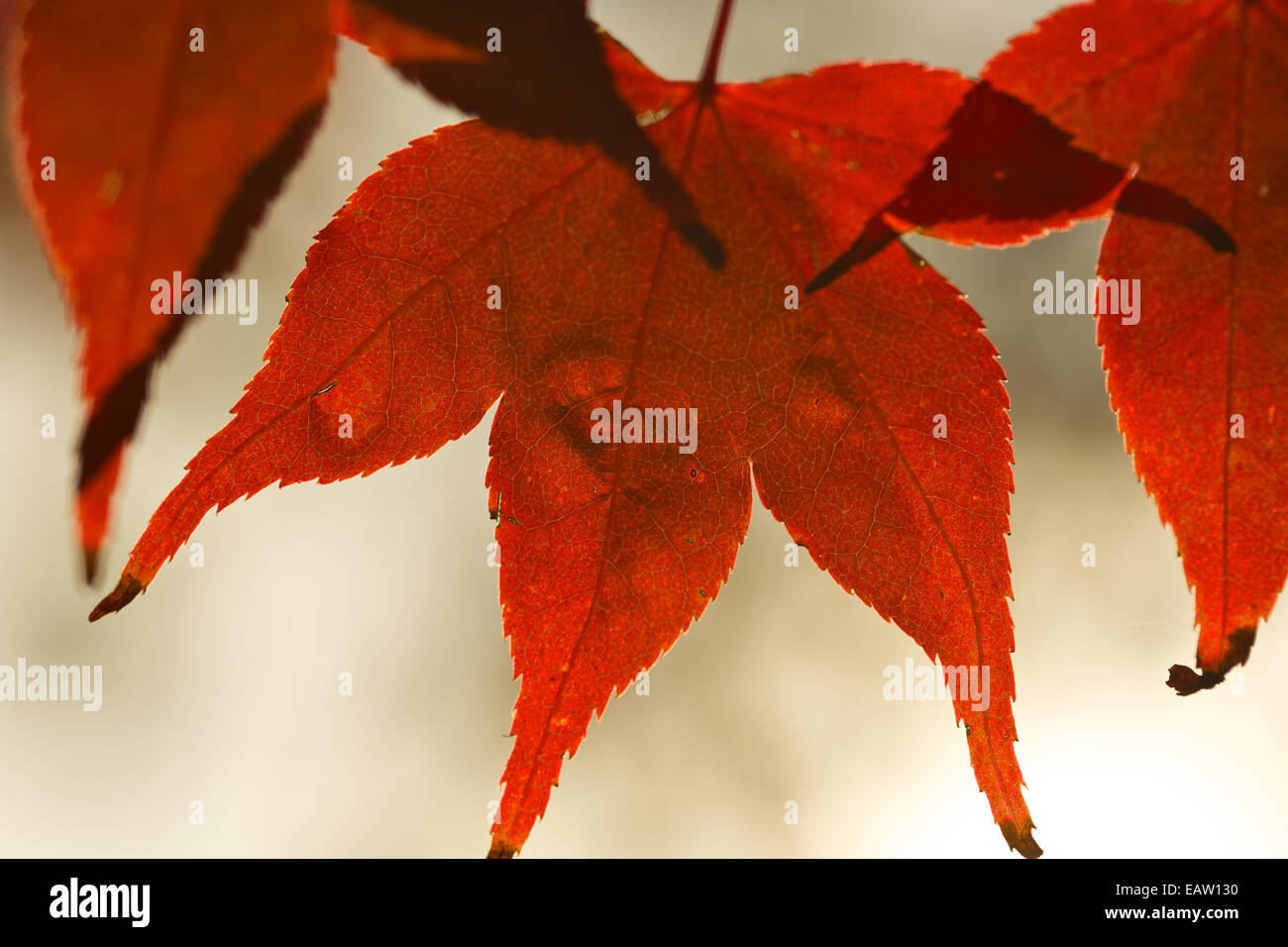 Maple tree, also known as Acer tree, in autumn bloom. Red Acer leaves ...