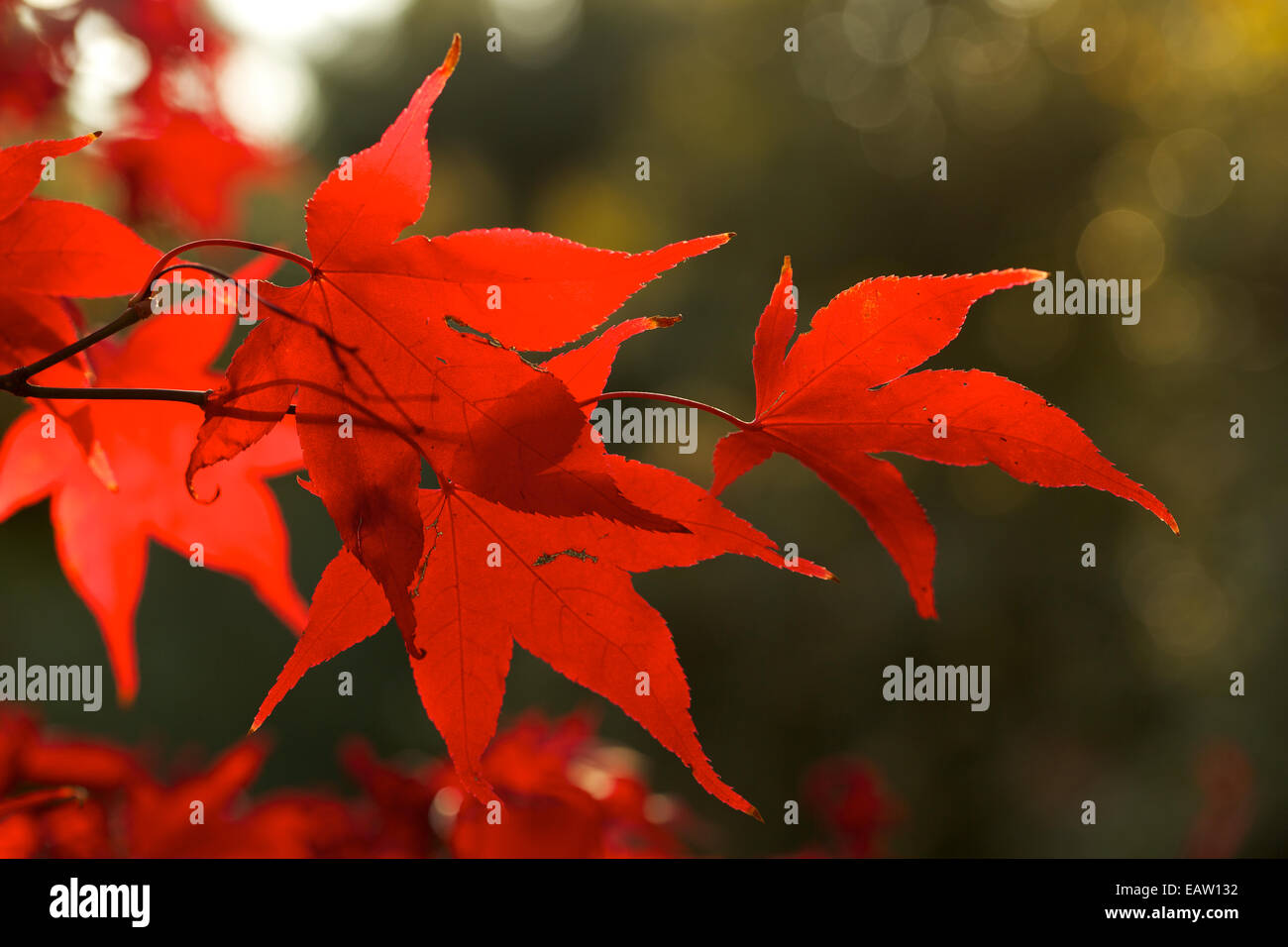 Maple tree, also known as Acer tree, in autumn bloom. Red Acer leaves ...