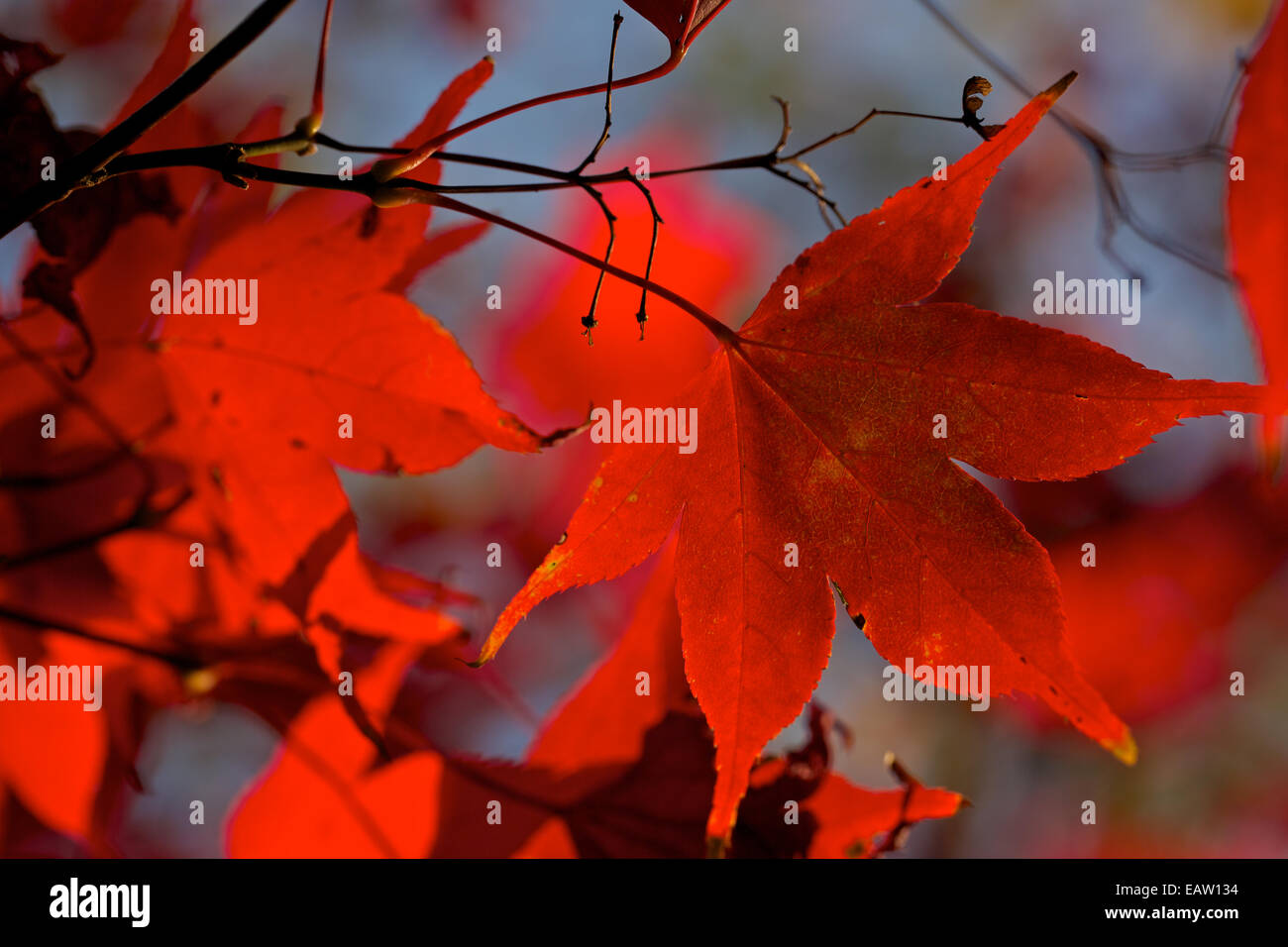 Maple tree, also known as Acer tree, in autumn bloom. Red Acer leaves ...