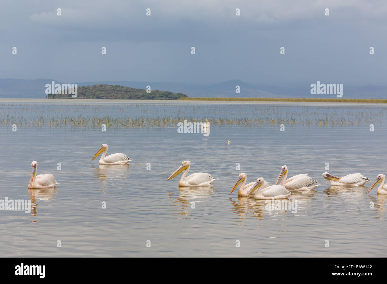 Ethiopia lake ziway hi-res stock photography and images - Alamy