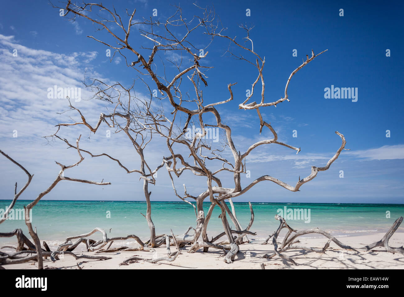Dry trees on a beautiful caribbean beach in Cuba Stock Photo - Alamy