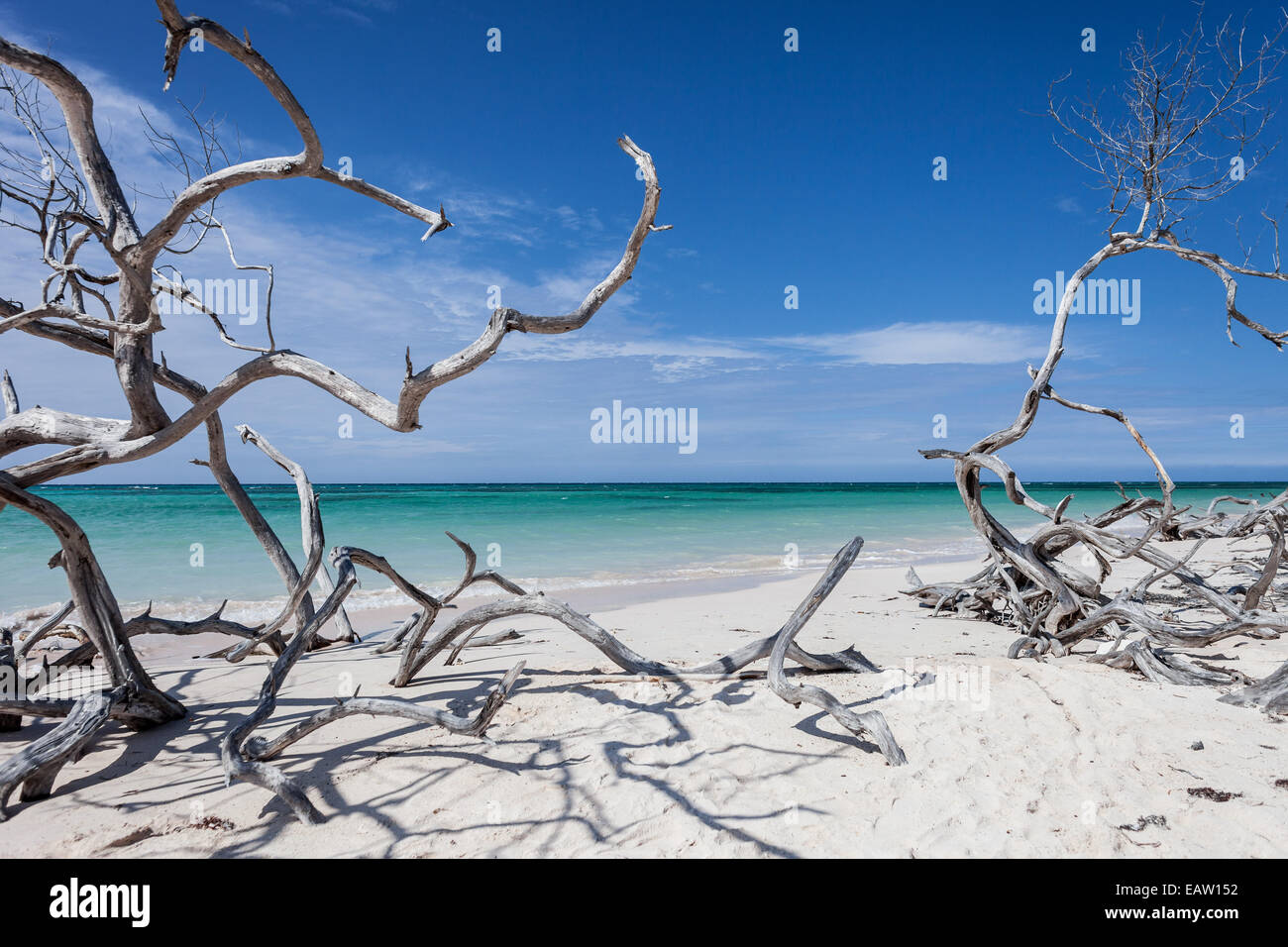 Dry trees on a beautiful caribbean beach in Cuba Stock Photo - Alamy