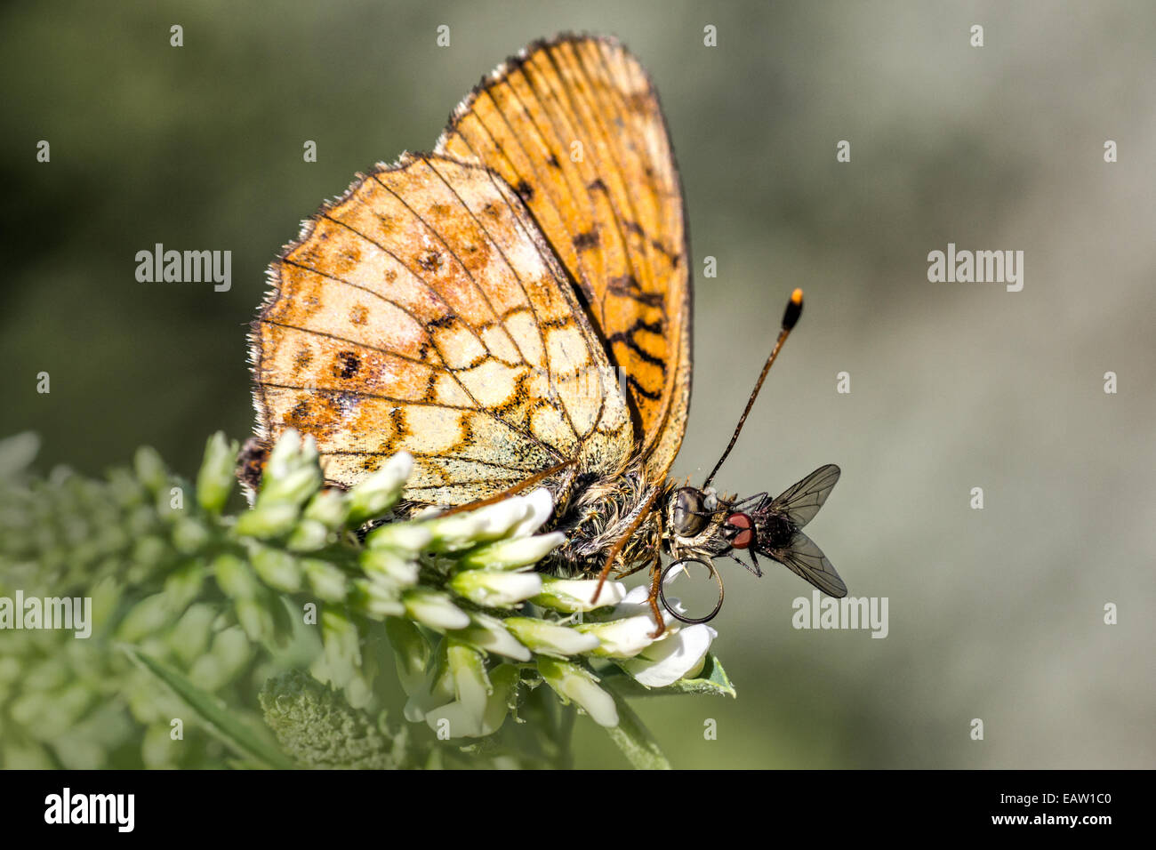 The fly kiss Stock Photo - Alamy