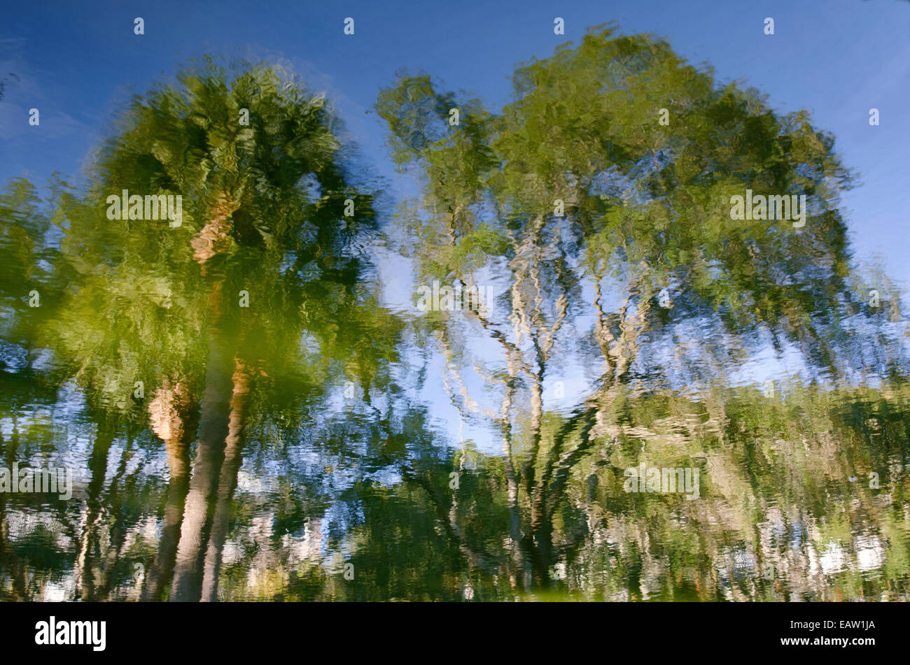 Tree Reflection: An Oak Tree reflection in a pond creates a striking ...
