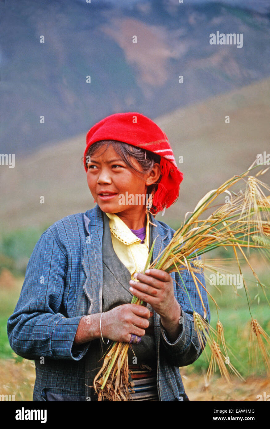 Young woman farm worker harvesting barley in Lhasa Valley of Tibet ...
