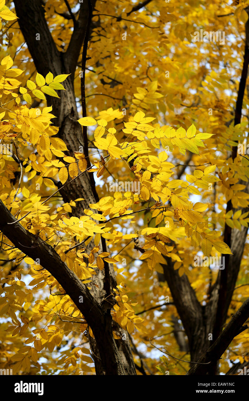 Beautiful yellow and red leaves on an autumn bush Stock Photo - Alamy