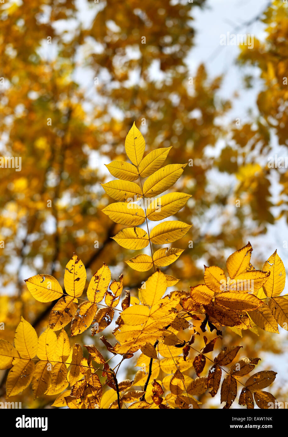 Beautiful yellow and red leaves on an autumn bush Stock Photo - Alamy
