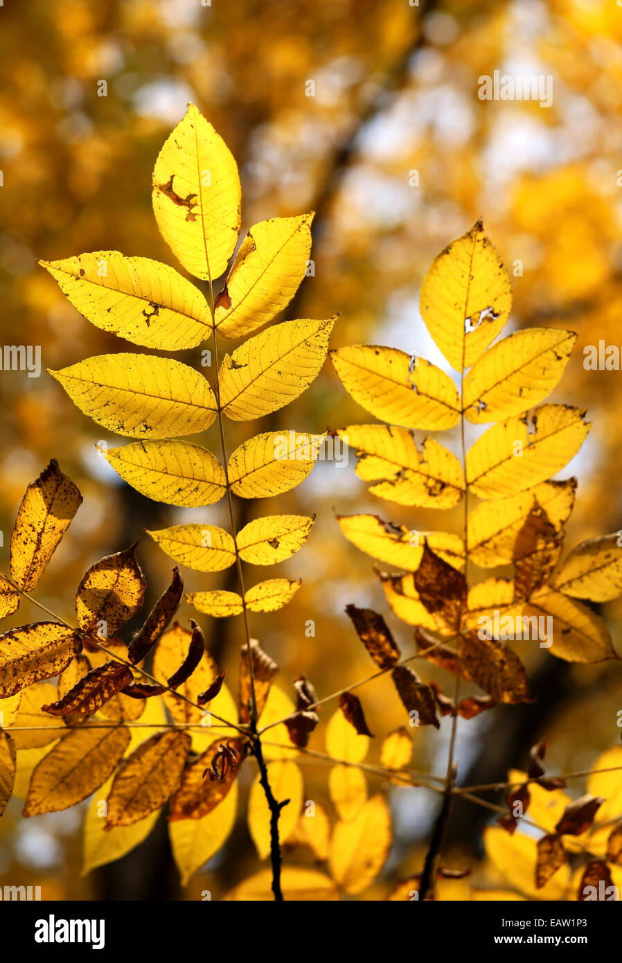 Beautiful yellow and red leaves on an autumn bush Stock Photo - Alamy