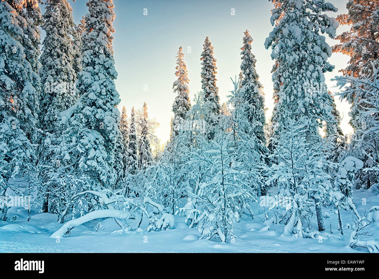 Arctic snowy winter forest Stock Photo - Alamy