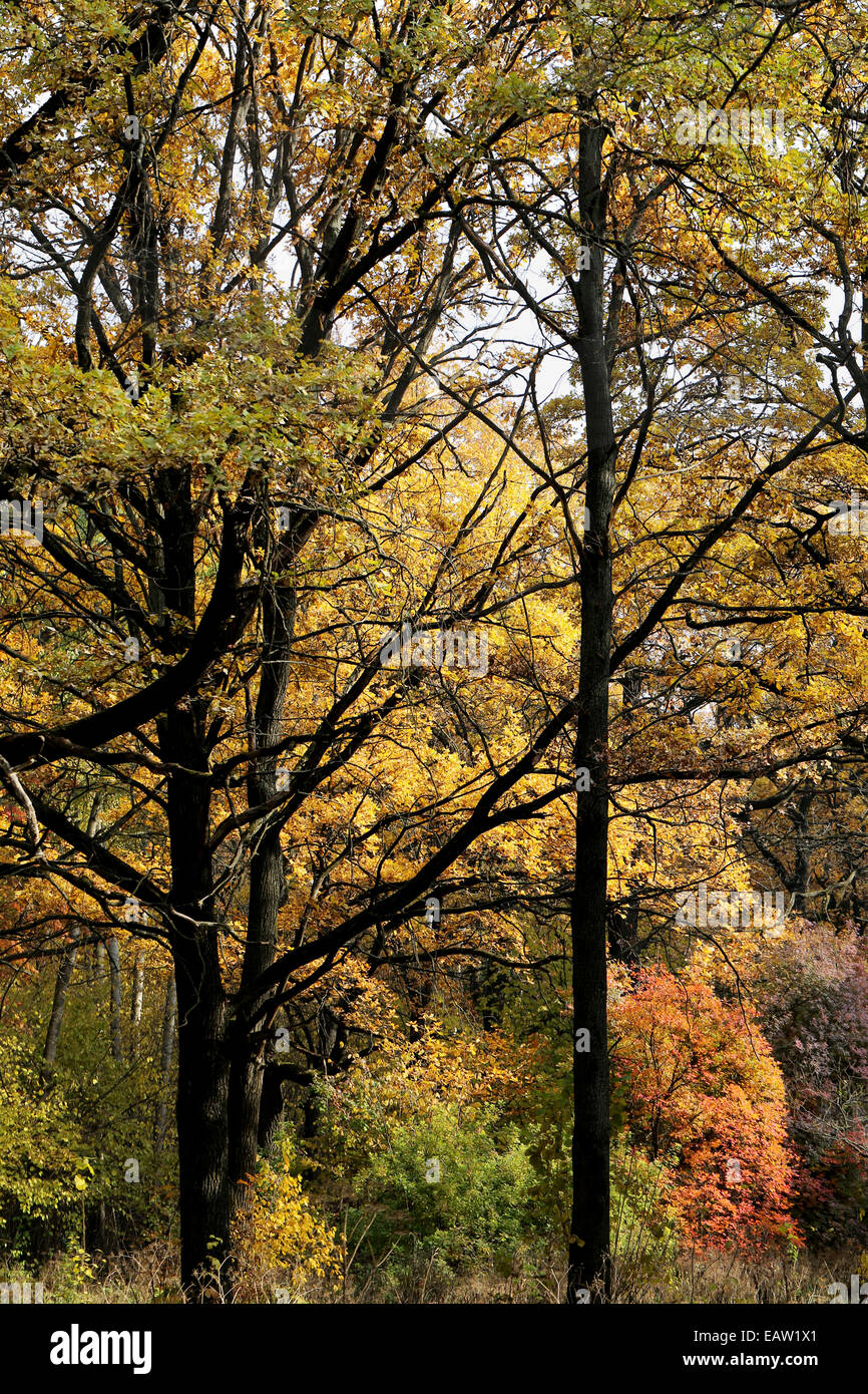 Beautiful yellow and red leaves on an autumn bush Stock Photo - Alamy