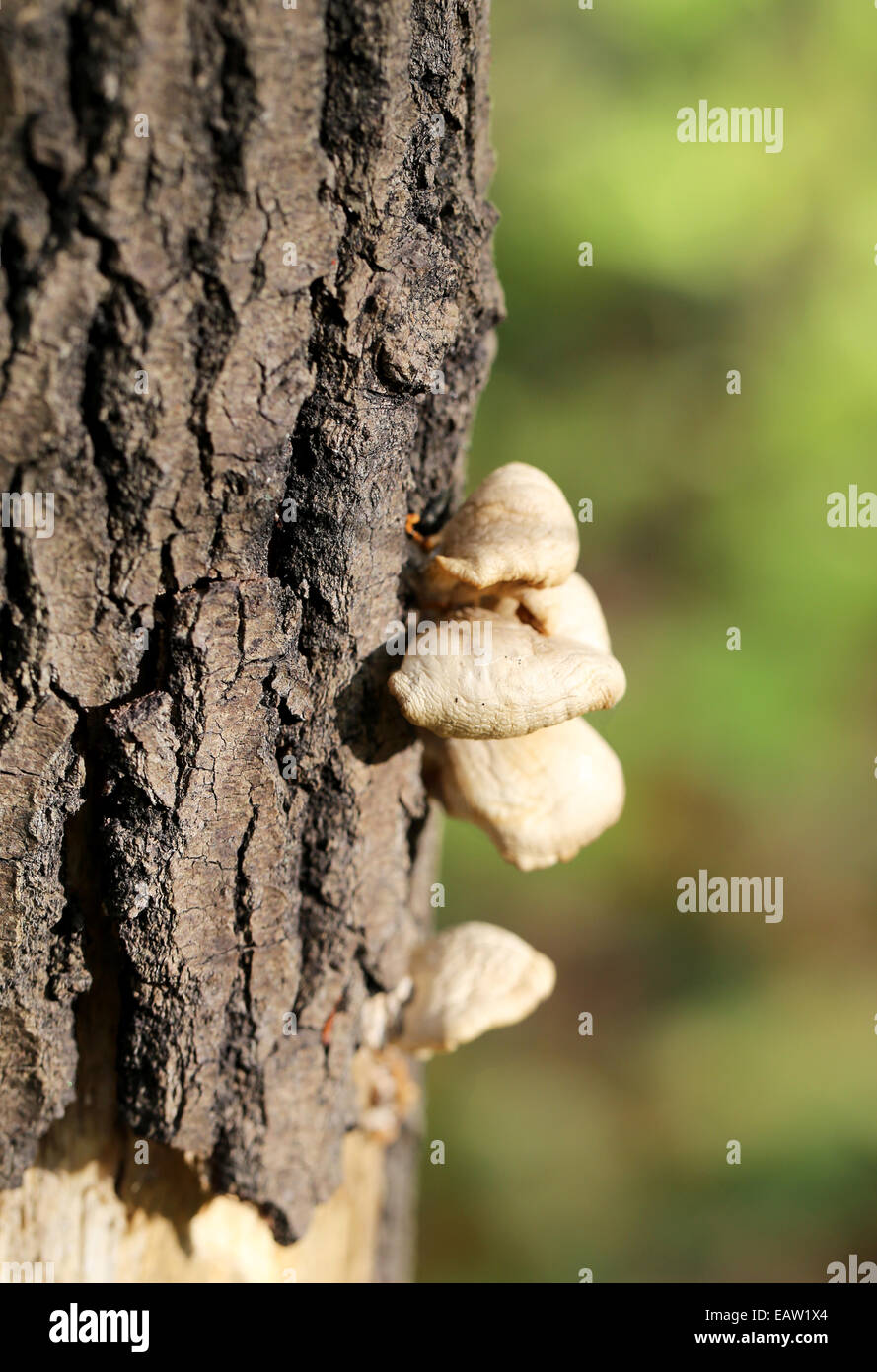 Mushroomstree hi-res stock photography and images - Alamy