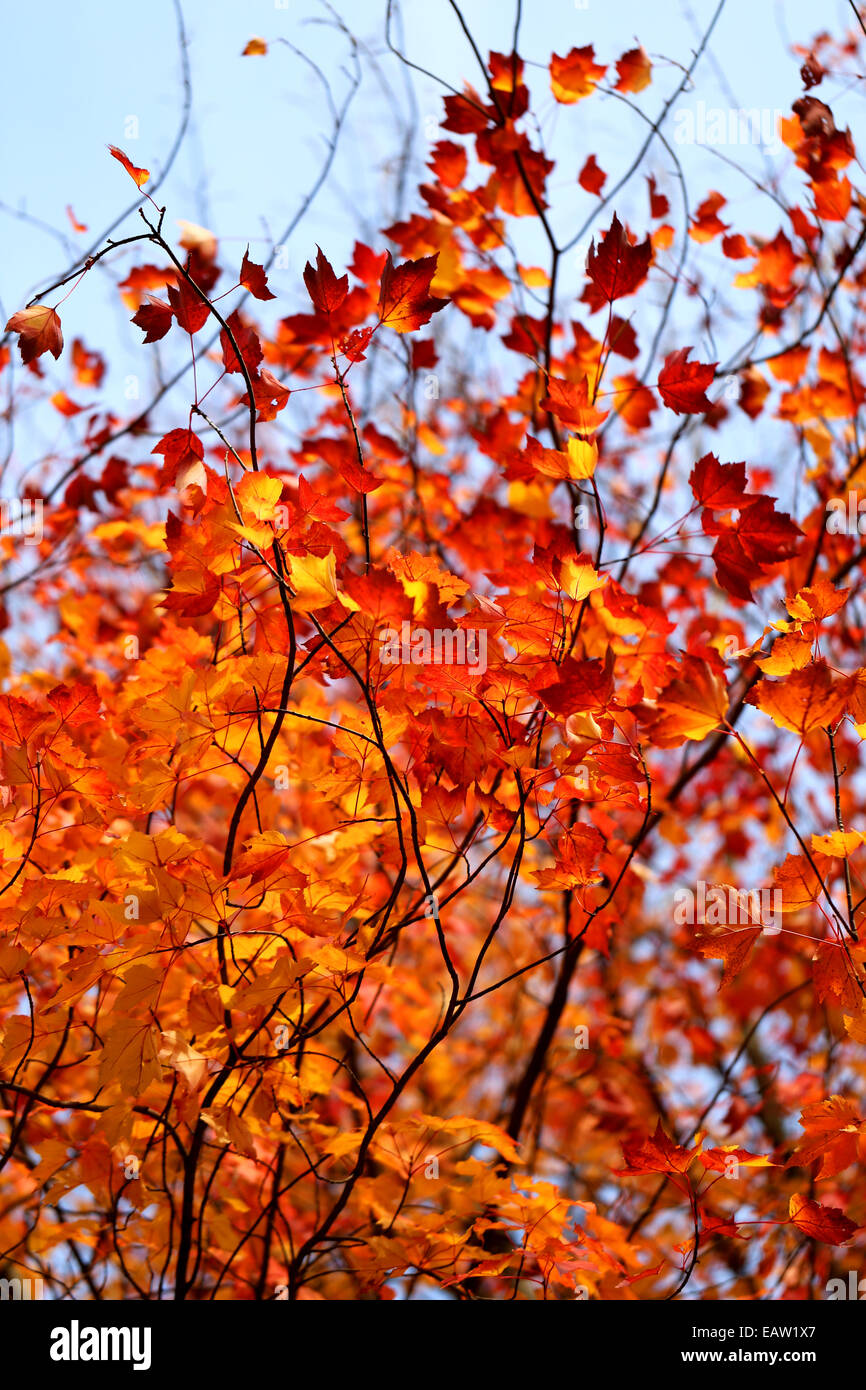Beautiful yellow and red leaves on an autumn bush Stock Photo - Alamy