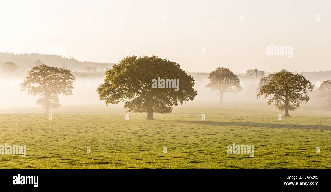 A misty autumn morning over English countryside, England, UK Stock ...