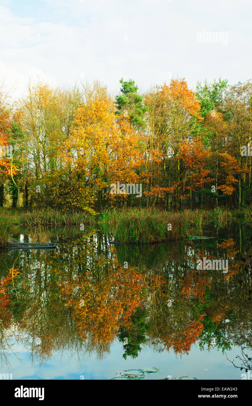 Fatfield hi-res stock photography and images - Alamy