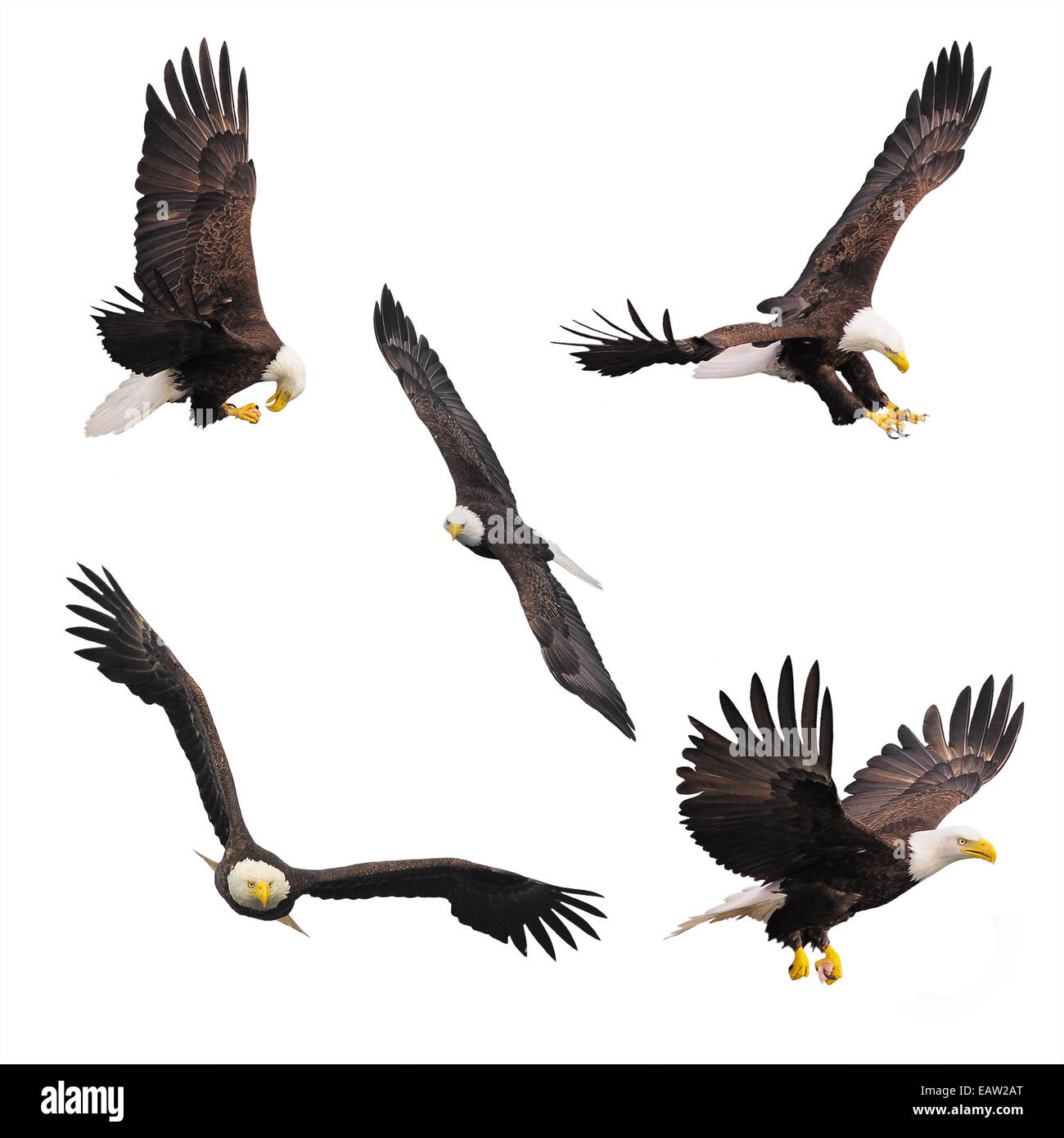 Bald eagle flying Cut Out Stock Images & Pictures - Alamy