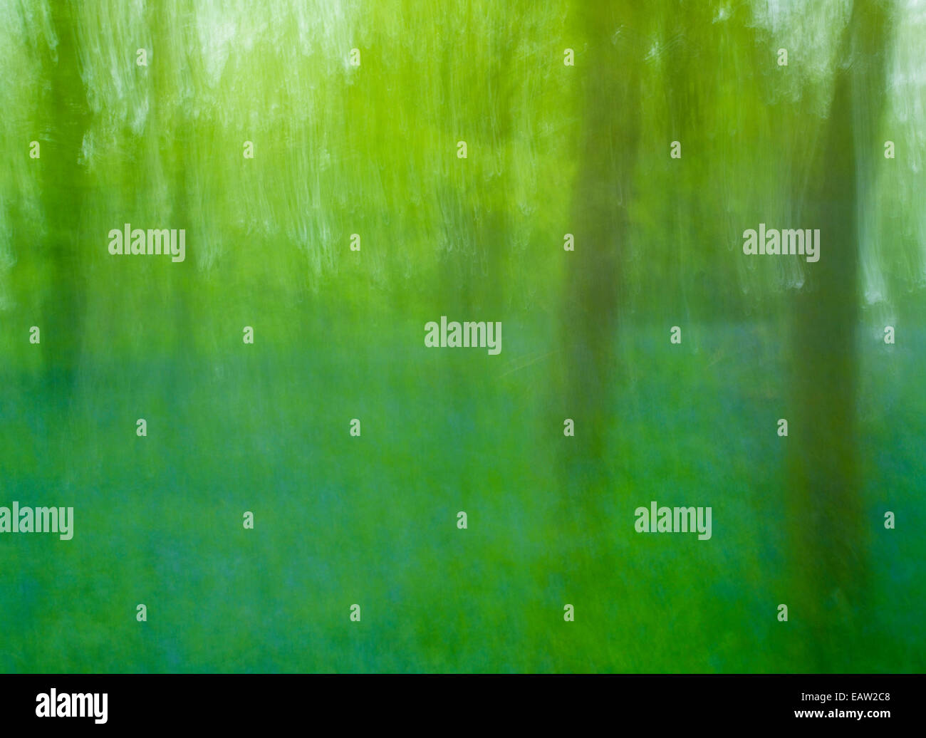 Abstract study of a Bluebell Woods Stock Photo - Alamy