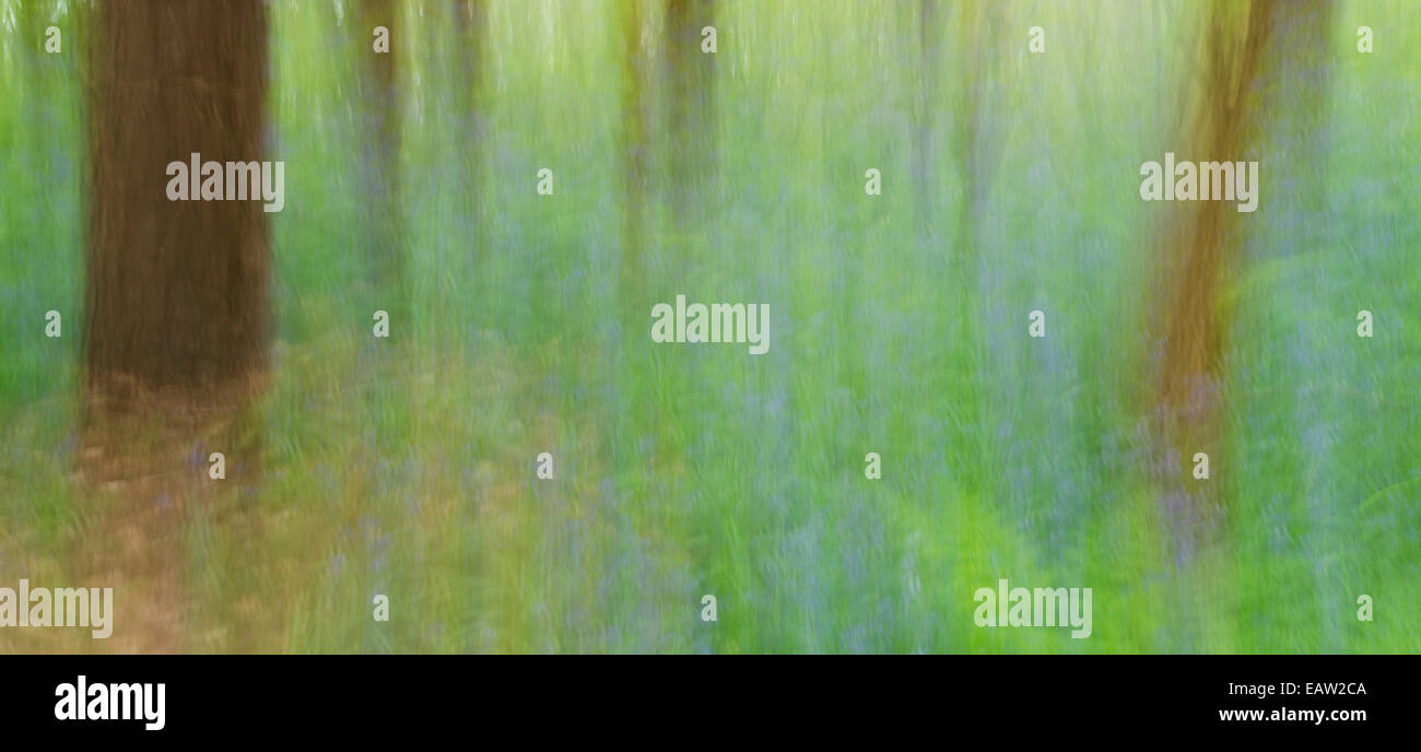 Abstract study bluebell woods hi-res stock photography and images - Alamy