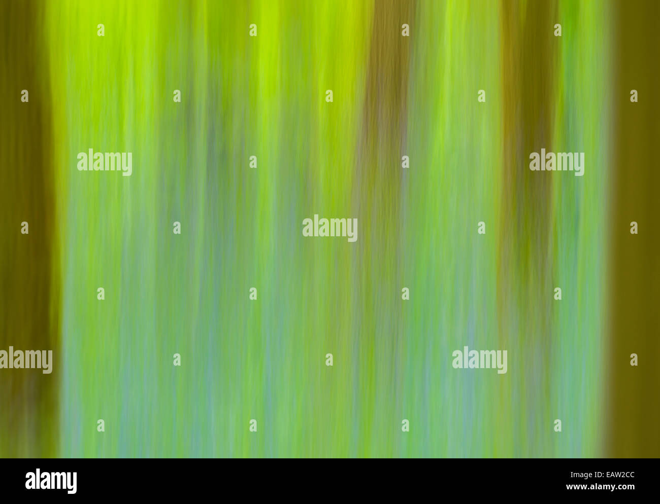 Abstract study of a Bluebell Woods Stock Photo - Alamy
