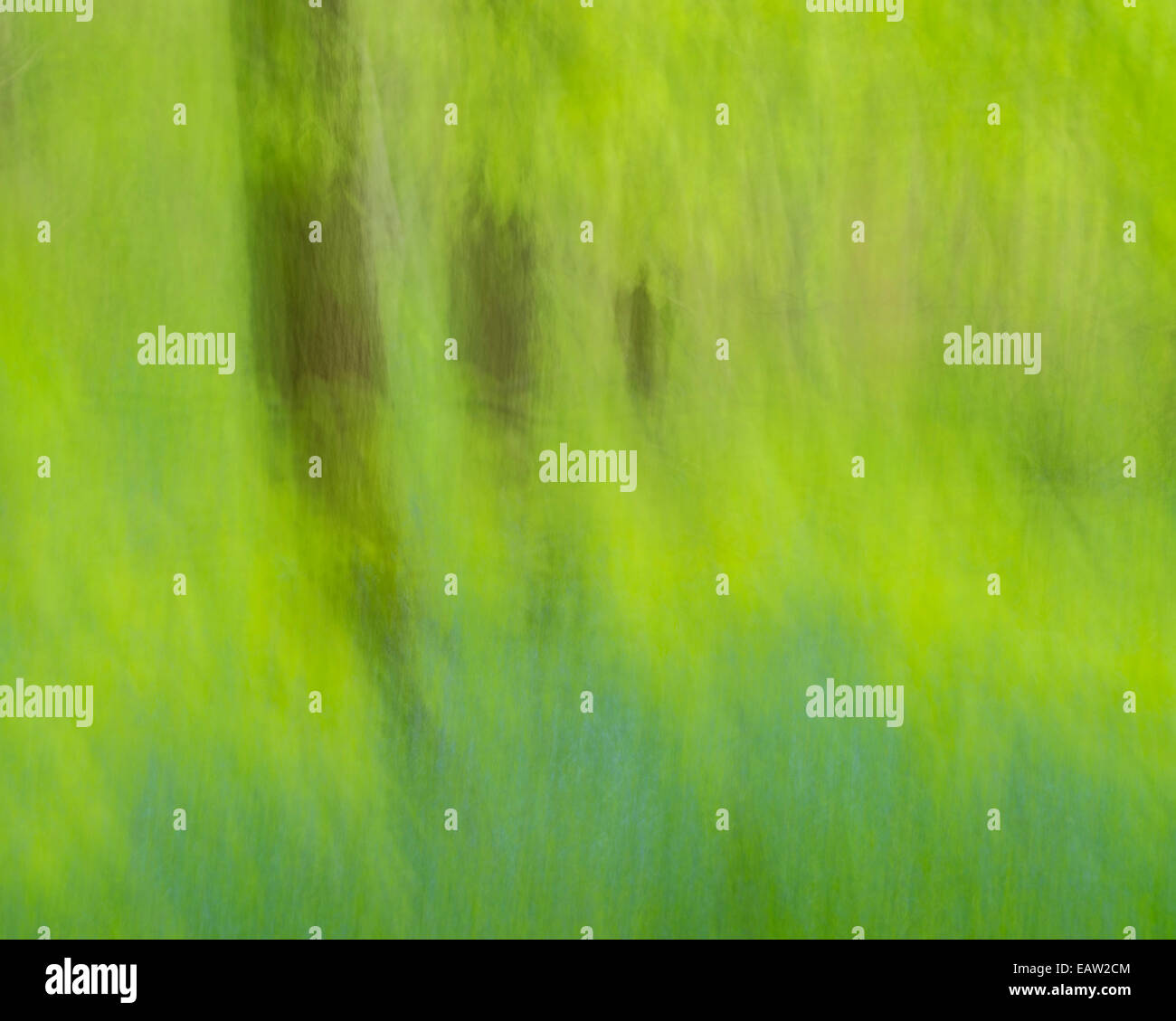 Abstract study of a Bluebell Woods Stock Photo - Alamy
